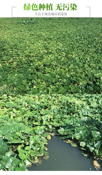 菱角长什么样_菱角植物图片特征-第1张图片-山城妙识