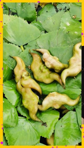 菱角怎么吃_菱角图片大全-第3张图片-山城妙识 菱角怎么吃_菱角图片大全-第3张图片-山城妙识