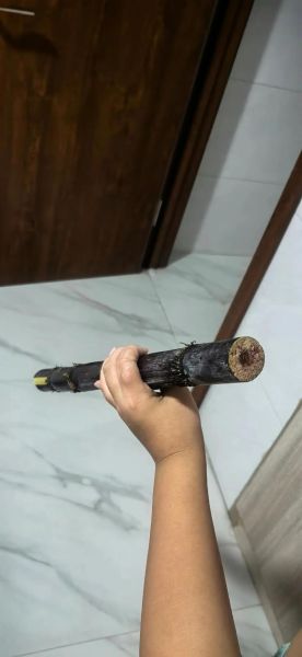 甘蔗图片搞笑_甘蔗梗图怎么拍-第1张图片-山城妙识 甘蔗图片搞笑_甘蔗梗图怎么拍-第1张图片-山城妙识