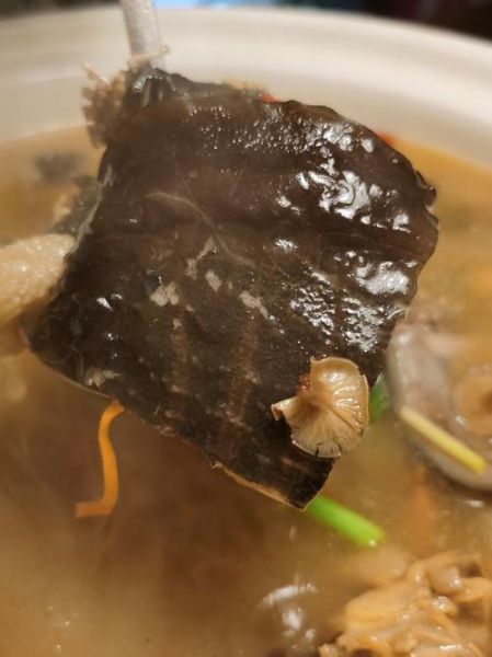 甲鱼怎么炖最有营养_甲鱼炖汤放什么食材-第1张图片-山城妙识 甲鱼怎么炖最有营养_甲鱼炖汤放什么食材-第1张图片-山城妙识