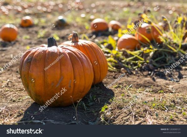 pumpkin怎么读_pumpkin发音技巧-第2张图片-山城妙识 pumpkin怎么读_pumpkin发音技巧-第2张图片-山城妙识