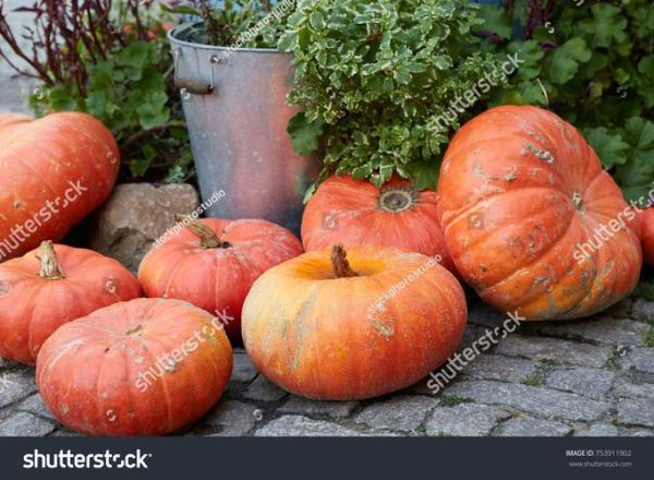 pumpkin怎么读_pumpkin发音技巧-第3张图片-山城妙识 pumpkin怎么读_pumpkin发音技巧-第3张图片-山城妙识