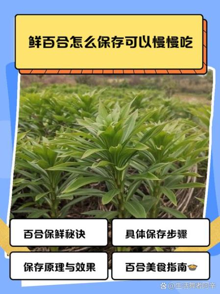 鲜百合怎么吃_鲜百合的禁忌有哪些-第3张图片-山城妙识 鲜百合怎么吃_鲜百合的禁忌有哪些-第3张图片-山城妙识