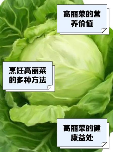 高丽菜和卷心菜的区别_高丽菜就是卷心菜吗-第2张图片-山城妙识