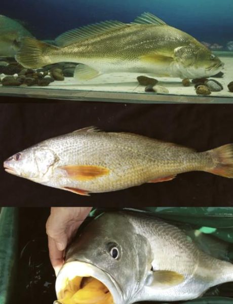 黄唇鱼多少钱一斤_黄唇鱼价格为什么这么贵-第2张图片-山城妙识