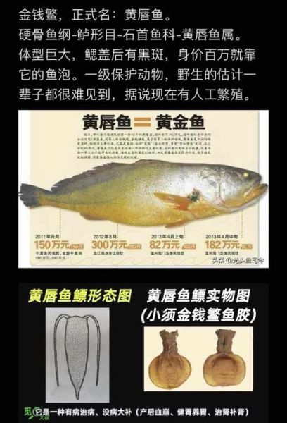 黄唇鱼多少钱一斤_黄唇鱼价格为什么这么贵-第1张图片-山城妙识