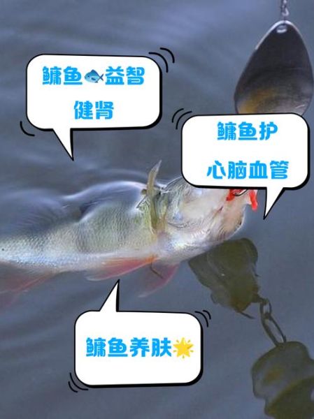 鳙鱼图片高清_鳙鱼怎么分辨胖头鱼-第2张图片-山城妙识