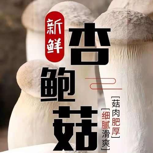 鸡腿菇长什么样子_鸡腿菇和杏鲍菇区别-第3张图片-山城妙识