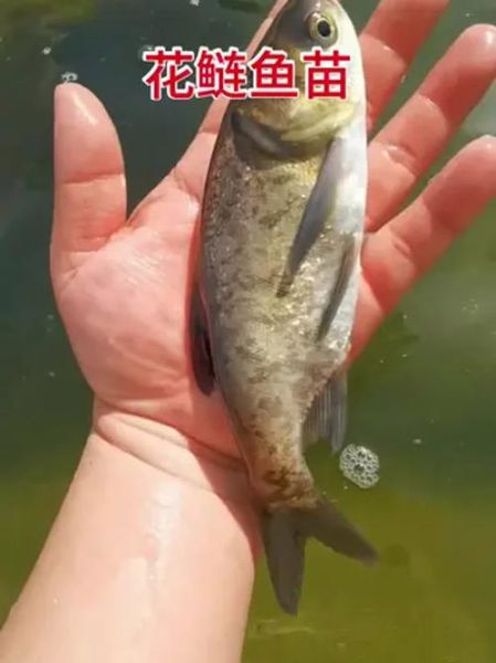 鳙鱼图片高清_鳙鱼怎么分辨胖头鱼-第1张图片-山城妙识