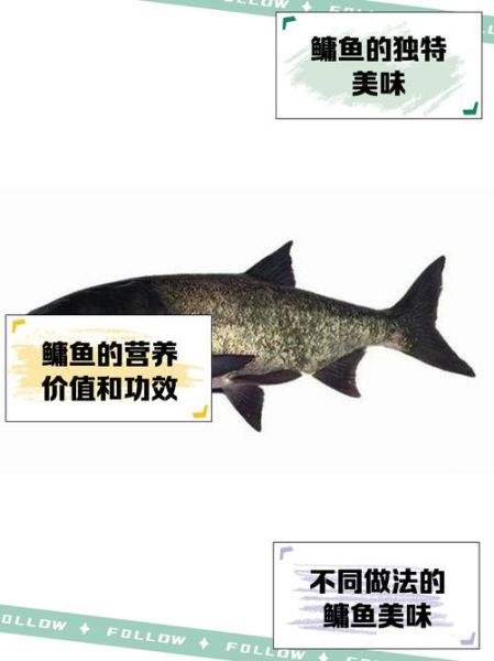 鳙鱼图片高清_鳙鱼怎么分辨胖头鱼-第3张图片-山城妙识