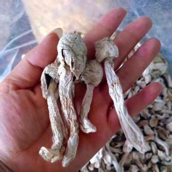 鸡腿菇长什么样子_鸡腿菇和杏鲍菇区别-第2张图片-山城妙识