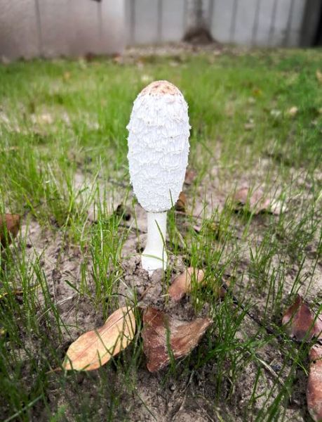 鸡腿菇长什么样子_鸡腿菇和杏鲍菇区别-第1张图片-山城妙识