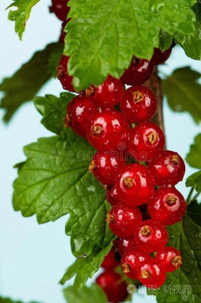 红醋栗图片怎么拍好看_红醋栗果实长什么样-第3张图片-山城妙识 红醋栗图片怎么拍好看_红醋栗果实长什么样-第3张图片-山城妙识