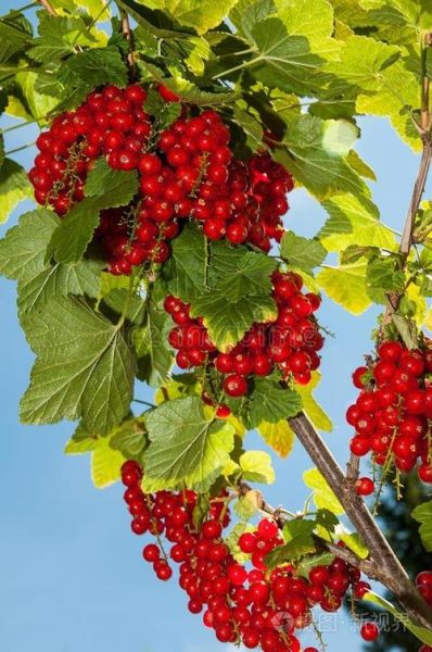 红醋栗图片怎么拍好看_红醋栗果实长什么样-第2张图片-山城妙识 红醋栗图片怎么拍好看_红醋栗果实长什么样-第2张图片-山城妙识