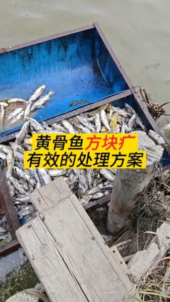 黄骨鱼怎么处理_黄骨鱼去腥方法-第3张图片-山城妙识