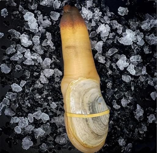 象拔蚌像什么_象拔蚌外形像哪种动物-第1张图片-山城妙识