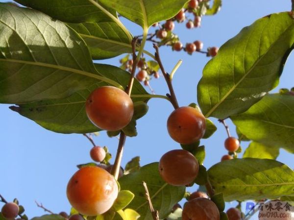 黑枣树几年结果_黑枣树怎么修剪-第1张图片-山城妙识