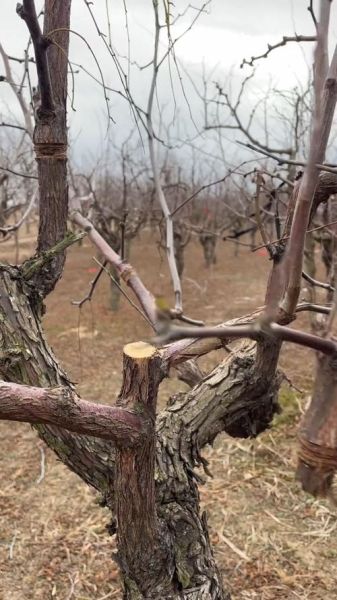 黑枣树几年结果_黑枣树怎么修剪-第2张图片-山城妙识