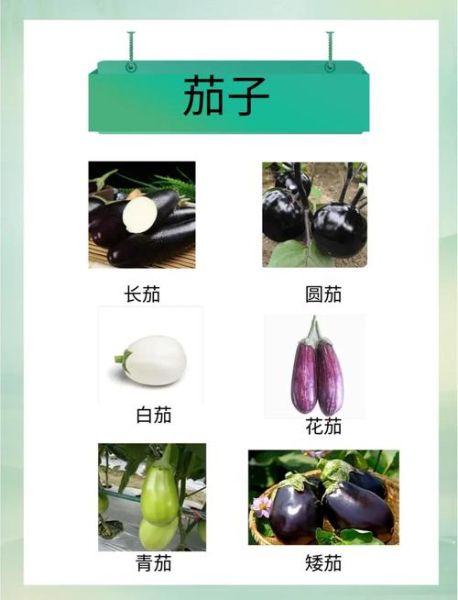 茄科植物有哪些_如何区分常见品种-第1张图片-山城妙识