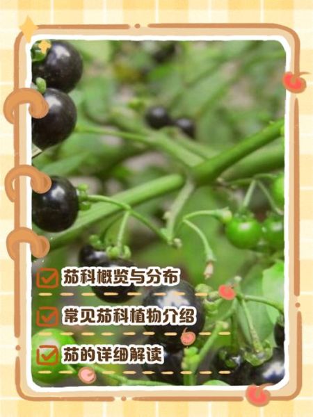 茄科植物有哪些_如何区分常见品种-第2张图片-山城妙识