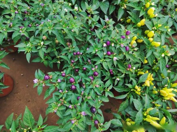 茄科植物有哪些_如何区分常见品种-第3张图片-山城妙识