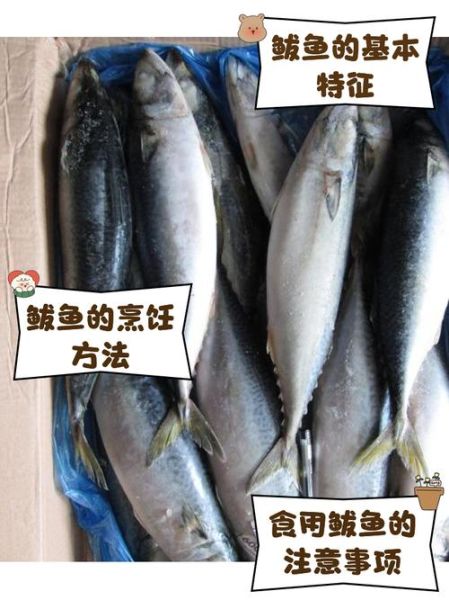 鲐怎么读_鲐鱼是什么鱼-第1张图片-山城妙识