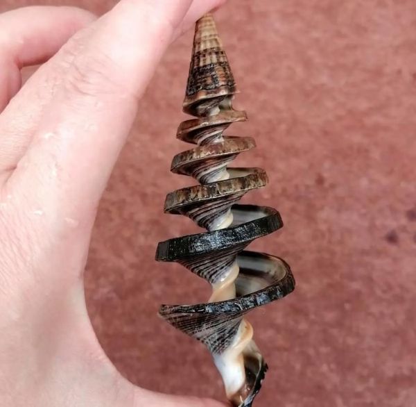 锥螺怎么吃_锥螺怎么清洗-第3张图片-山城妙识