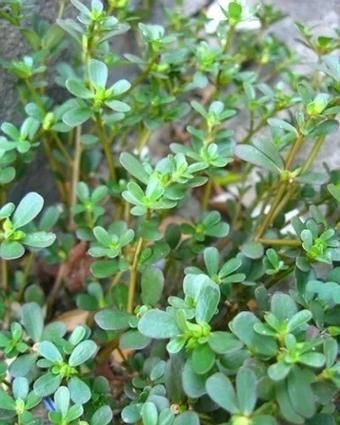 马芷苋的功效与作用_马芷苋怎么吃效果最好-第3张图片-山城妙识