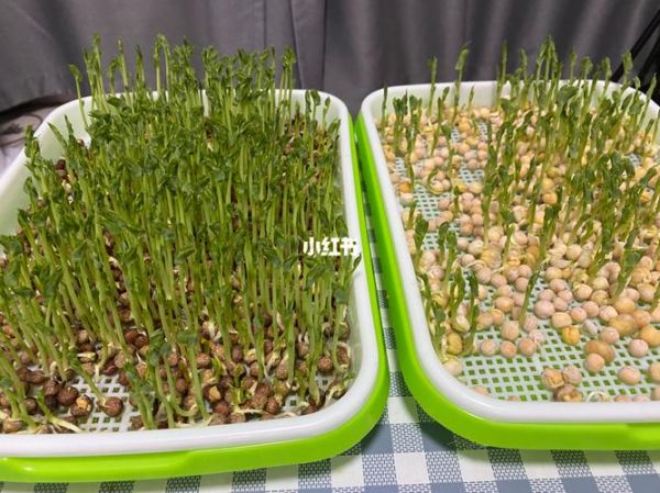 豌豆苗图片大全大图_豌豆苗怎么种才嫩绿-第3张图片-山城妙识