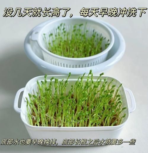 豌豆苗图片大全大图_豌豆苗怎么种才嫩绿-第1张图片-山城妙识