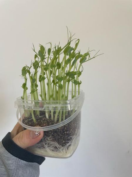 豌豆苗图片大全大图_豌豆苗怎么种才嫩绿-第2张图片-山城妙识