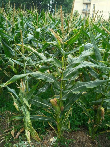 鲜玉米棒批发多少钱一斤_鲜玉米棒批发哪里便宜-第2张图片-山城妙识