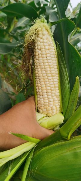 鲜玉米棒批发多少钱一斤_鲜玉米棒批发哪里便宜-第3张图片-山城妙识