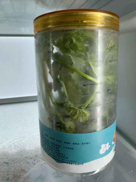香菜怎么保存时间长_香菜的功效与作用-第2张图片-山城妙识 香菜怎么保存时间长_香菜的功效与作用-第2张图片-山城妙识