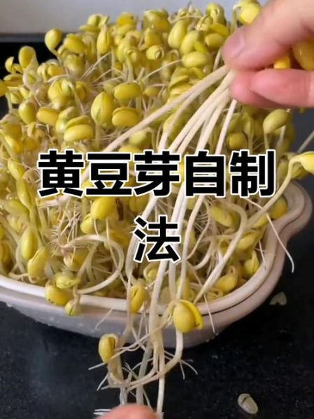黄豆芽怎么发_家庭自制黄豆芽详细步骤-第3张图片-山城妙识