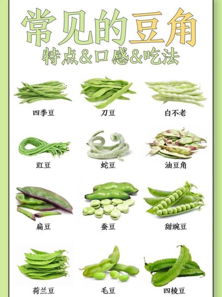 黄豆和青豆哪个蛋白质更高_区别与功效全解析-第3张图片-山城妙识