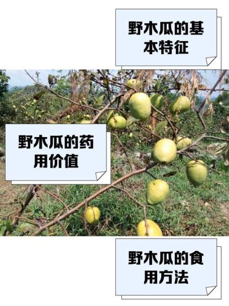 野生木瓜的功效与作用_野生木瓜怎么吃最好-第1张图片-山城妙识 野生木瓜的功效与作用_野生木瓜怎么吃最好-第1张图片-山城妙识