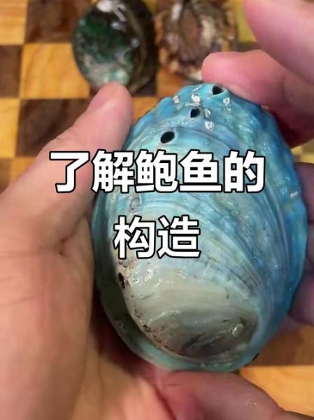 鲍鱼哪些部位不能吃_图解内脏清理步骤-第2张图片-山城妙识