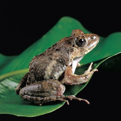 青蛙是保护动物吗_青蛙保护等级查询-第2张图片-山城妙识 青蛙是保护动物吗_青蛙保护等级查询-第2张图片-山城妙识