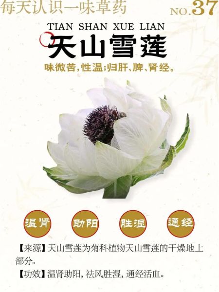 雪莲花图片长什么样_雪莲花有什么功效-第2张图片-山城妙识