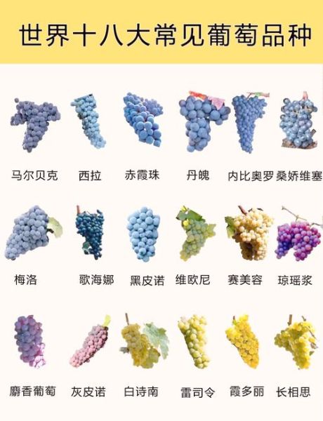 葡萄的种类有哪些_不同品种口感区别-第2张图片-山城妙识