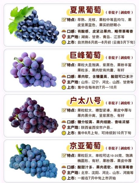 葡萄的种类有哪些_不同品种口感区别-第3张图片-山城妙识