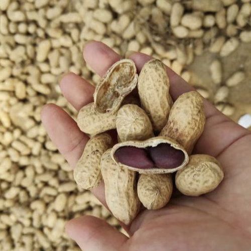 水果花生的功效与作用_水果花生能减肥吗-第2张图片-山城妙识 水果花生的功效与作用_水果花生能减肥吗-第2张图片-山城妙识