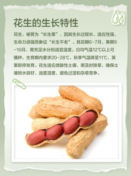 水果花生的功效与作用_水果花生能减肥吗-第3张图片-山城妙识 水果花生的功效与作用_水果花生能减肥吗-第3张图片-山城妙识