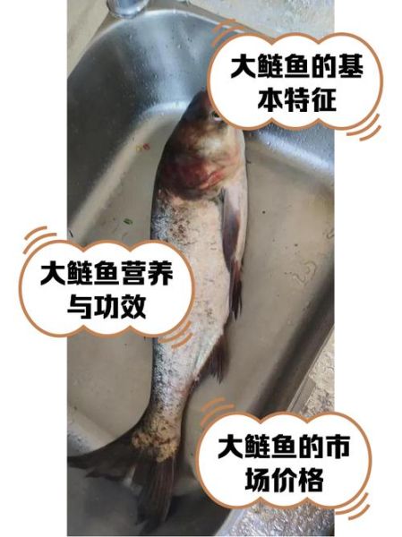 鲢鱼效应什么意思_鲢鱼效应对团队的影响-第3张图片-山城妙识 鲢鱼效应什么意思_鲢鱼效应对团队的影响-第3张图片-山城妙识