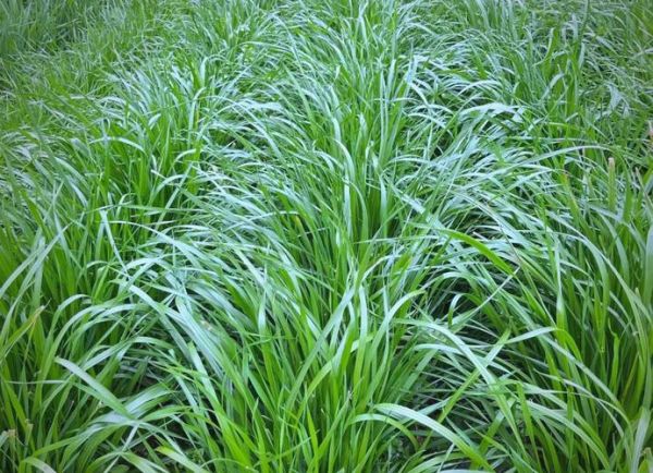 黑麦草图片_黑麦草长什么样-第1张图片-山城妙识