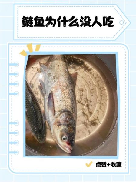 鲢鱼为什么没人吃_鲢鱼口感差的原因-第1张图片-山城妙识