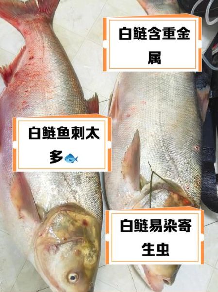 鲢鱼为什么没人吃_鲢鱼口感差的原因-第2张图片-山城妙识