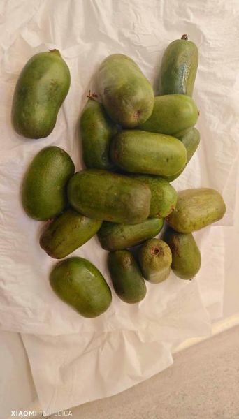 黑龙江特产水果有哪些_黑龙江水果哪里最正宗-第1张图片-山城妙识