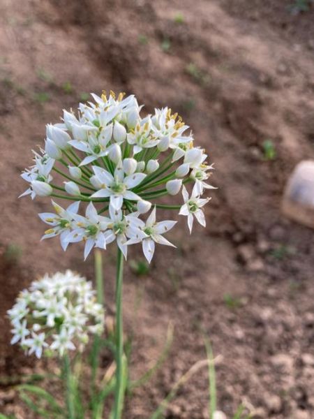韭菜花壮阳还是韭菜壮阳_哪个效果更好-第1张图片-山城妙识
